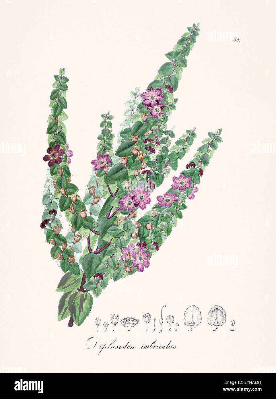 Botanical illustration of Brazilian plants from the 19th-century book ...