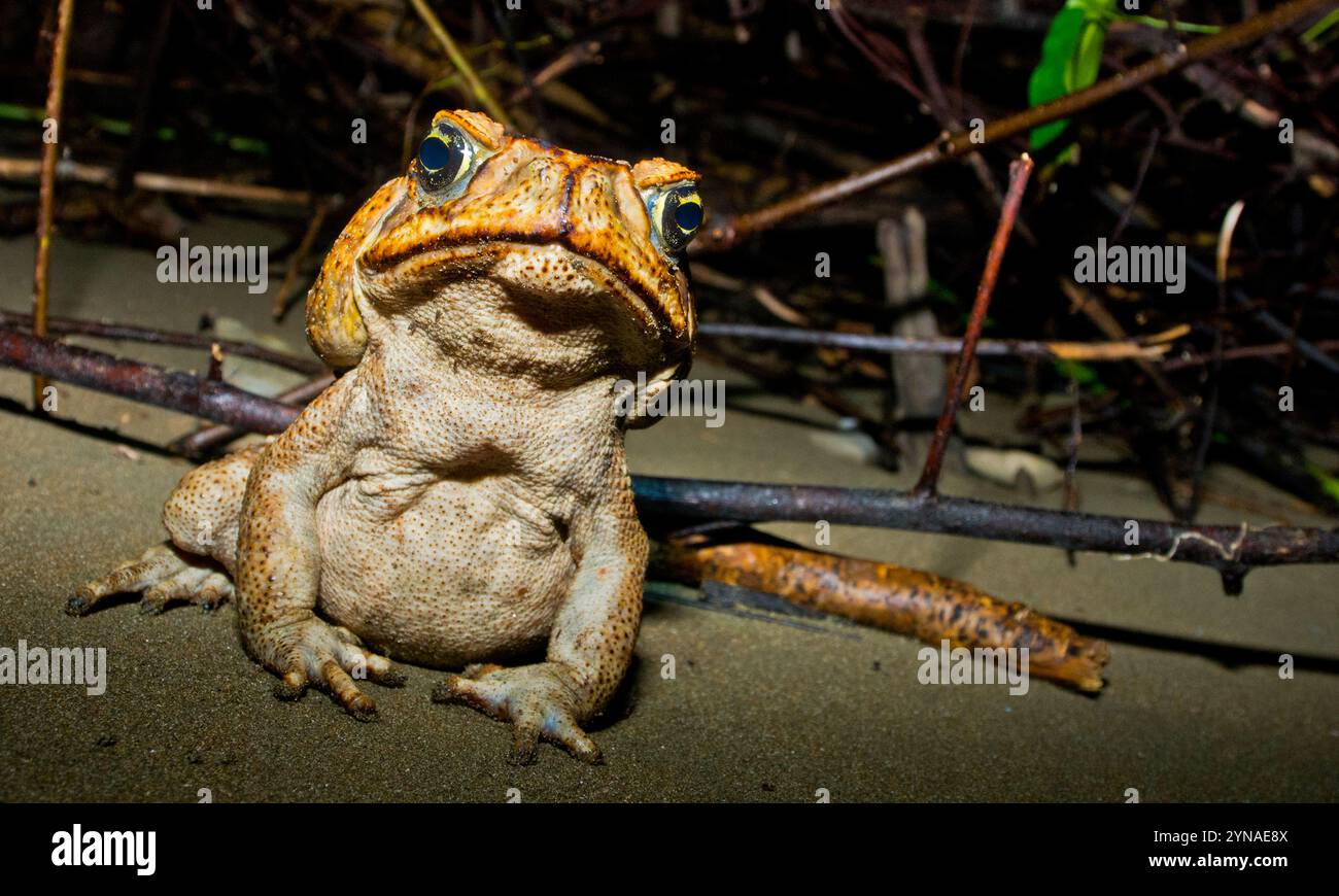 Cane Toad, Giant Neotropical Toad, Marine Toad, Rhinella marina, Marino ...