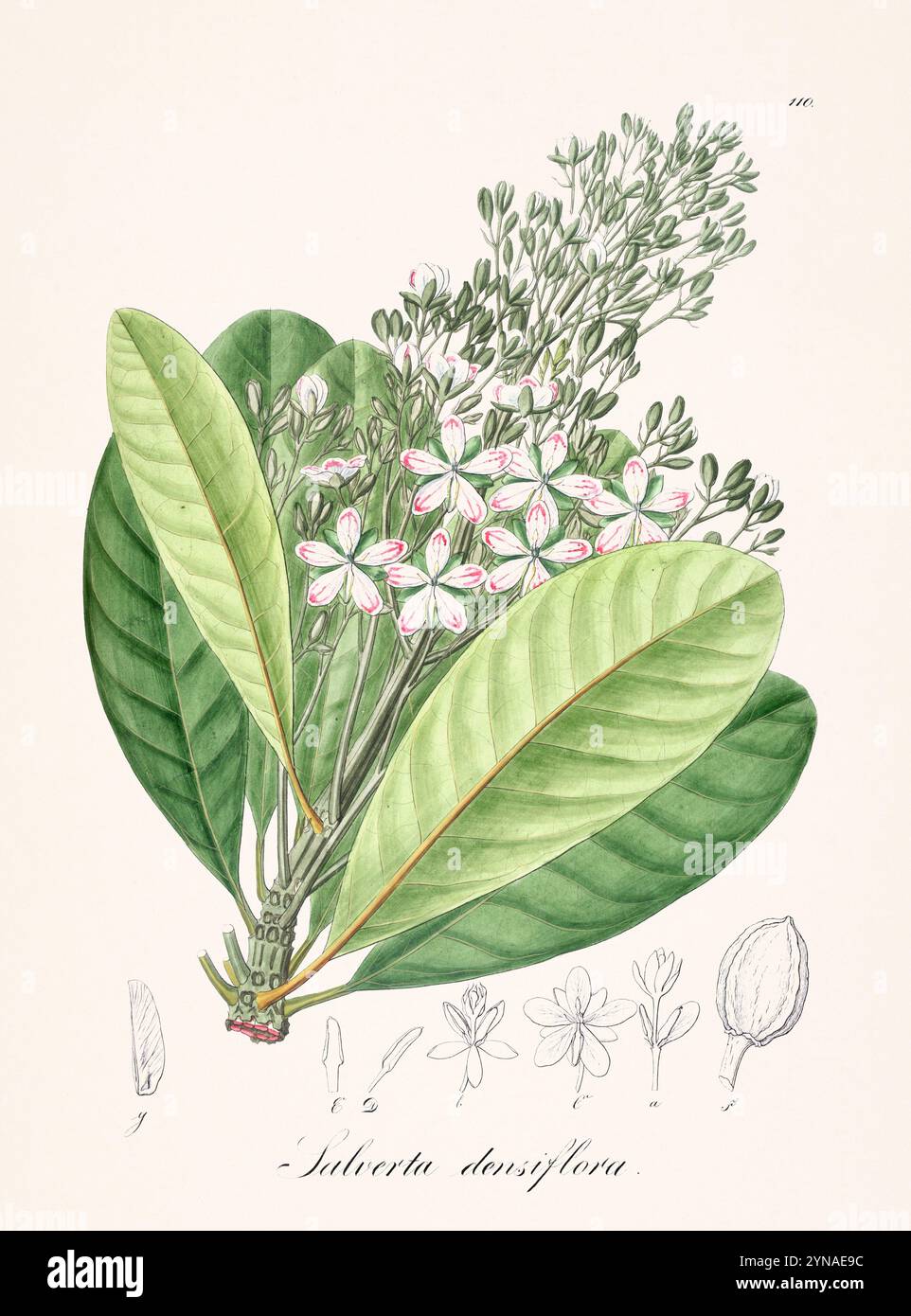 Botanical illustration of Brazilian plants from the 19th-century book ...