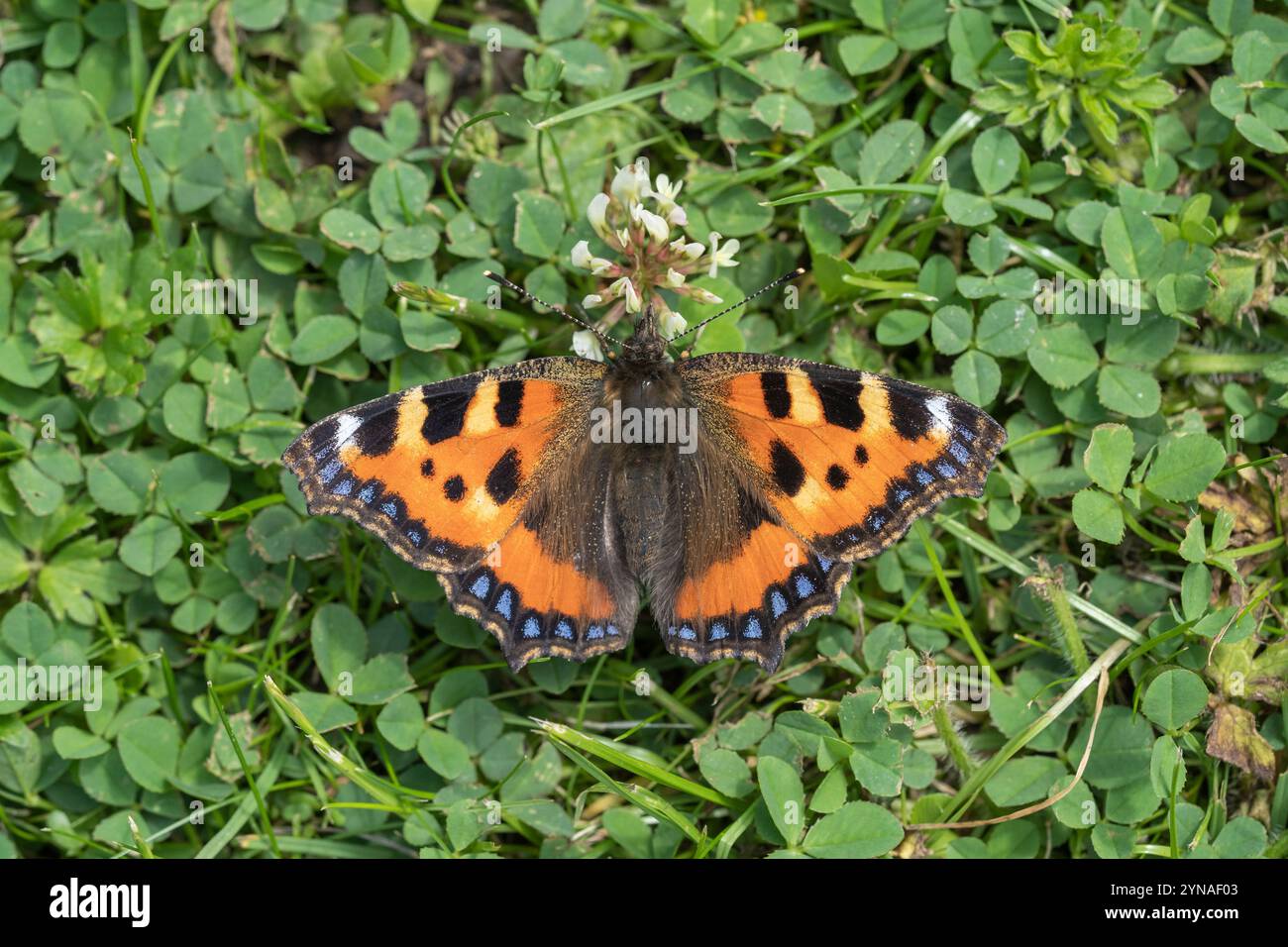 Small tortoiseshell butterfly resting hi-res stock photography and ...
