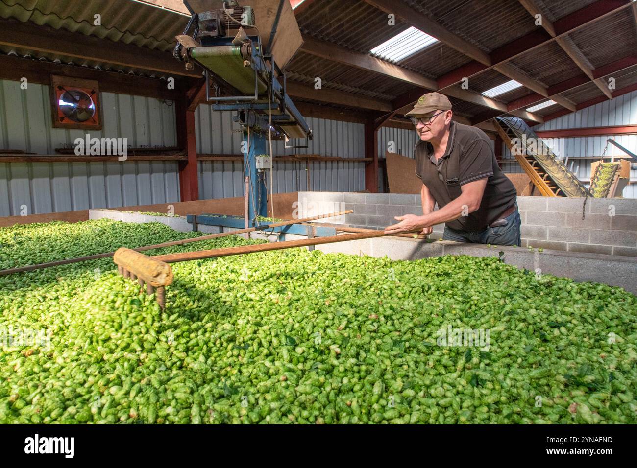 France, Nord, Boeschepe, Yvon Pruvost spreads the hops just before ...