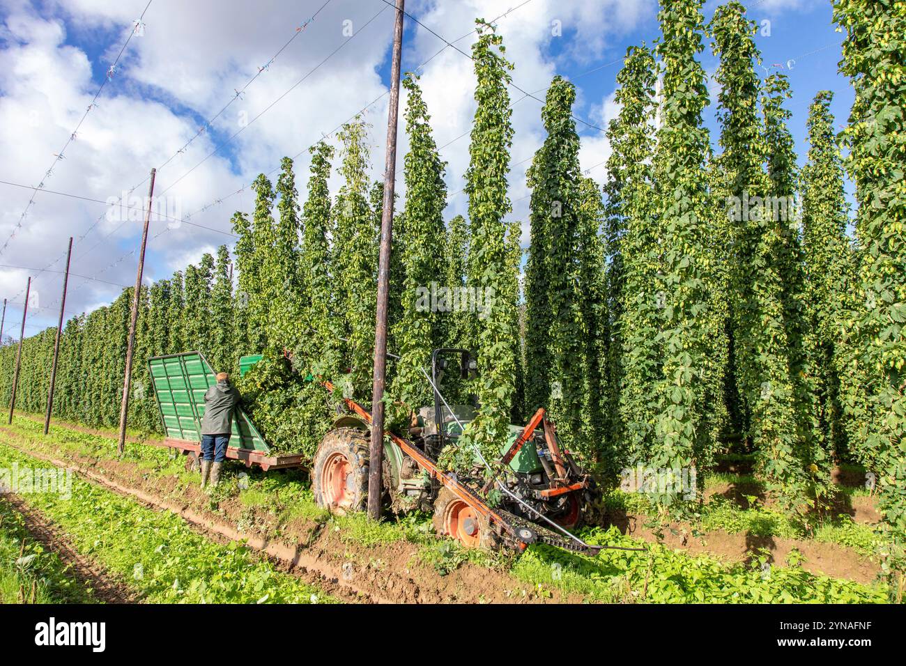 France, Nord, Boeschepe, Paul Pruvost harvests the hops Stock Photo - Alamy