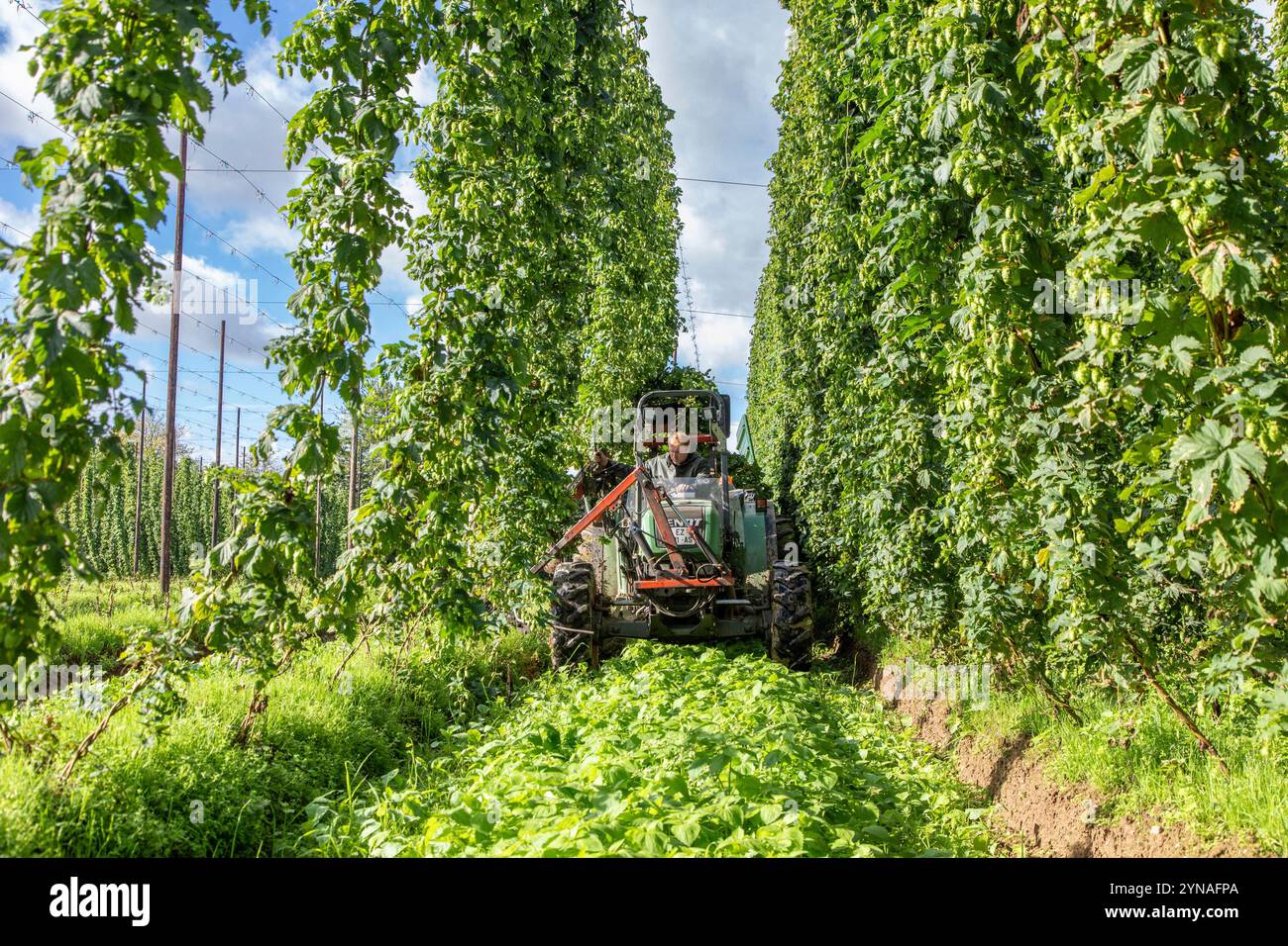France, Nord, Boeschepe, Paul Pruvost harvests the hops Stock Photo - Alamy