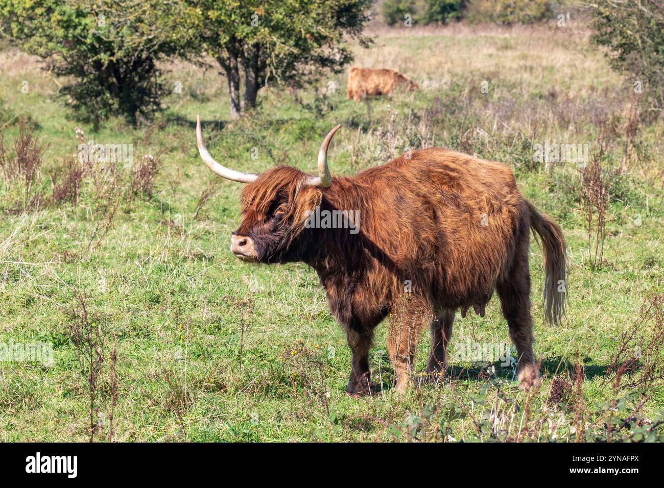 France, Somme, Baie de Somme, Saint Quentin en Tourmont, Natural ...