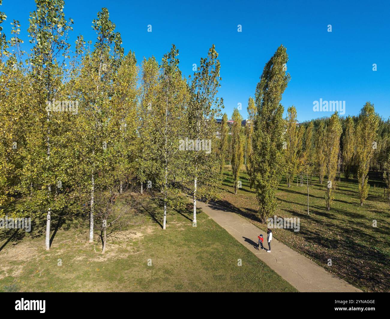 France, Herault (34), Montpellier, quartier de Port Marianne, parc ...