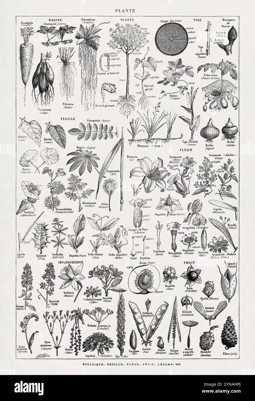 Illustration of plants by Adolphe Philippe Millot printed in a late ...