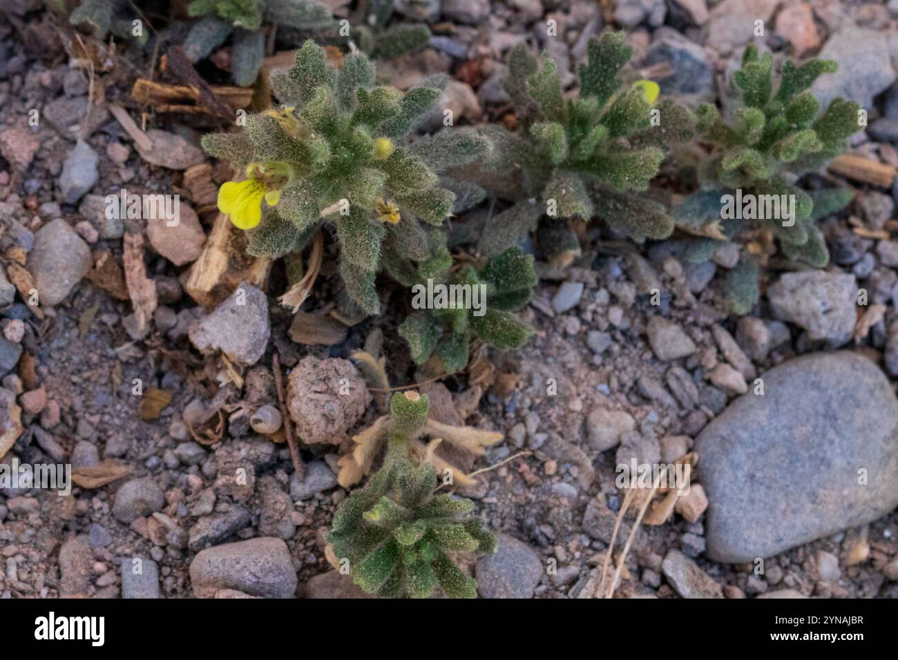 Musky bugle hi-res stock photography and images - Alamy