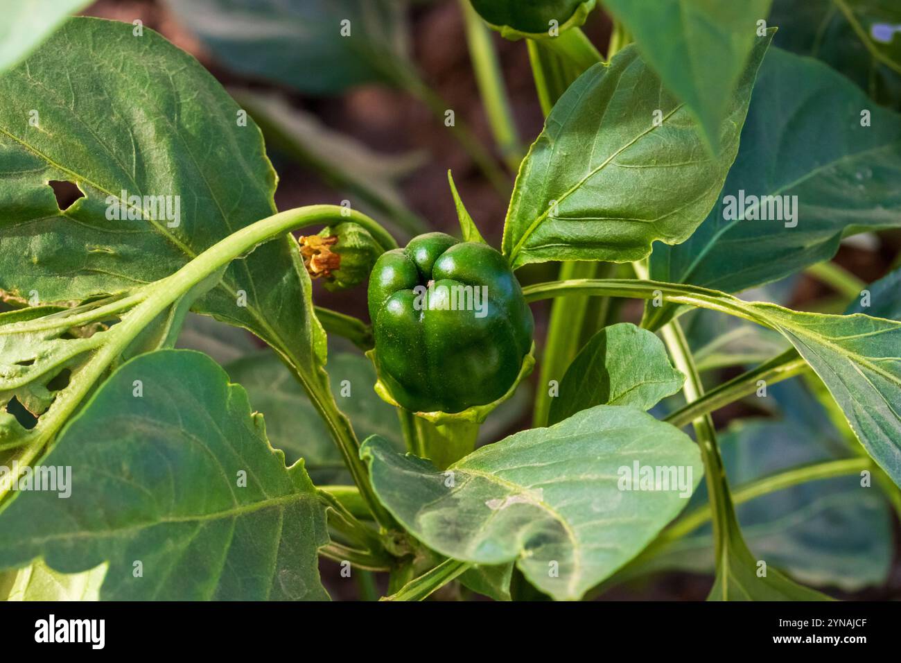 small green pepper fruit forming Stock Photo - Alamy