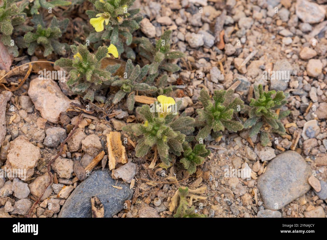 Musky flowers hi-res stock photography and images - Alamy