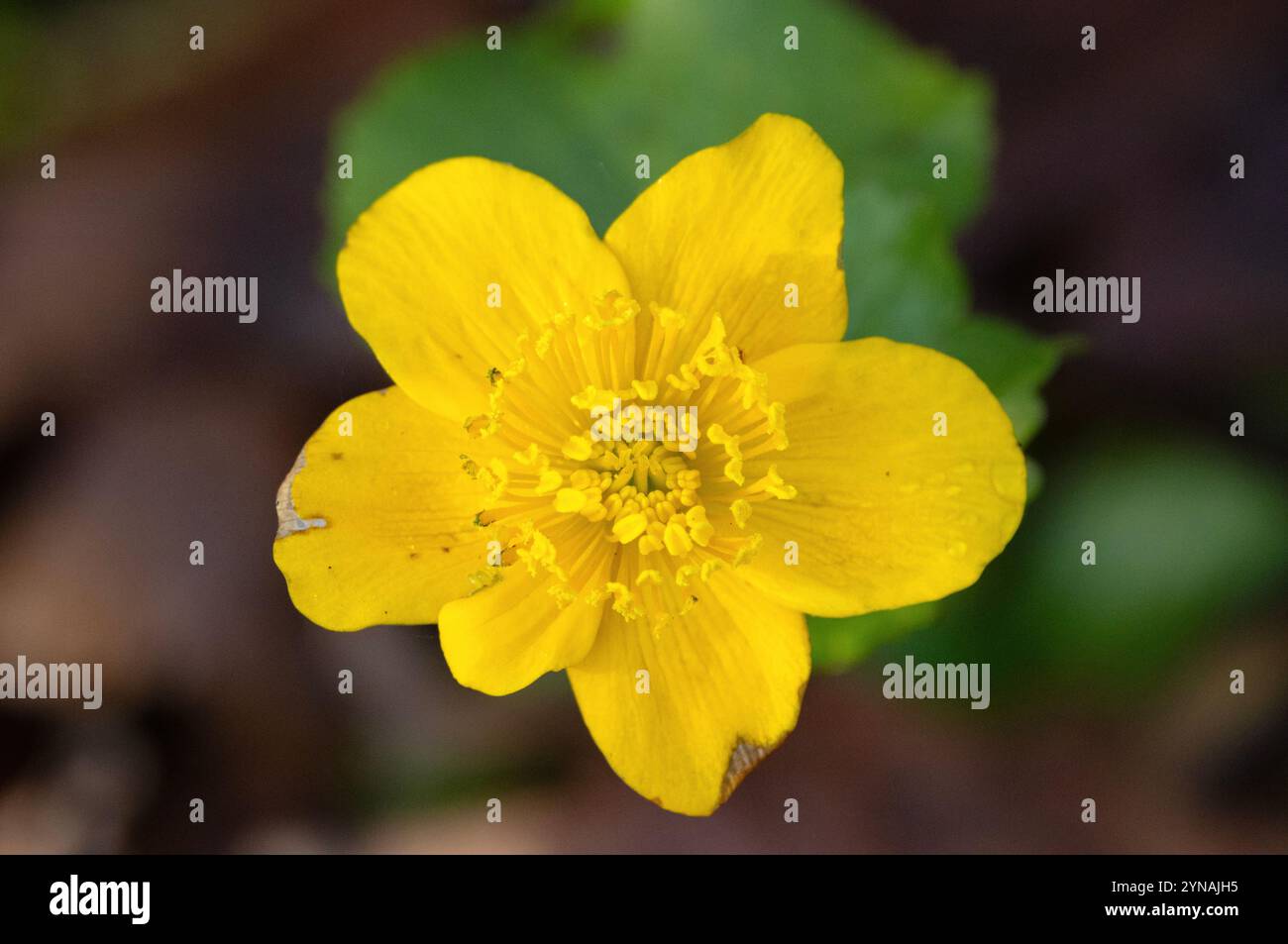 The Marsh Marigold is a bright yellow flower of fens, marshes and ...