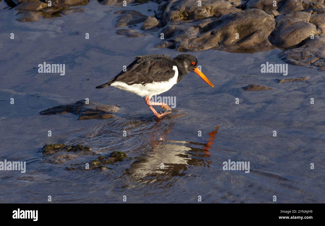 An Oystercatcher wades in the low tide rock pools in search of molluscs ...