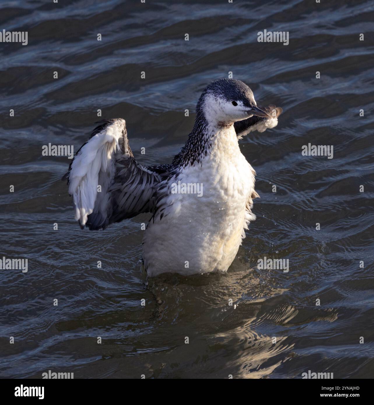 Swims partly submerged hi-res stock photography and images - Alamy