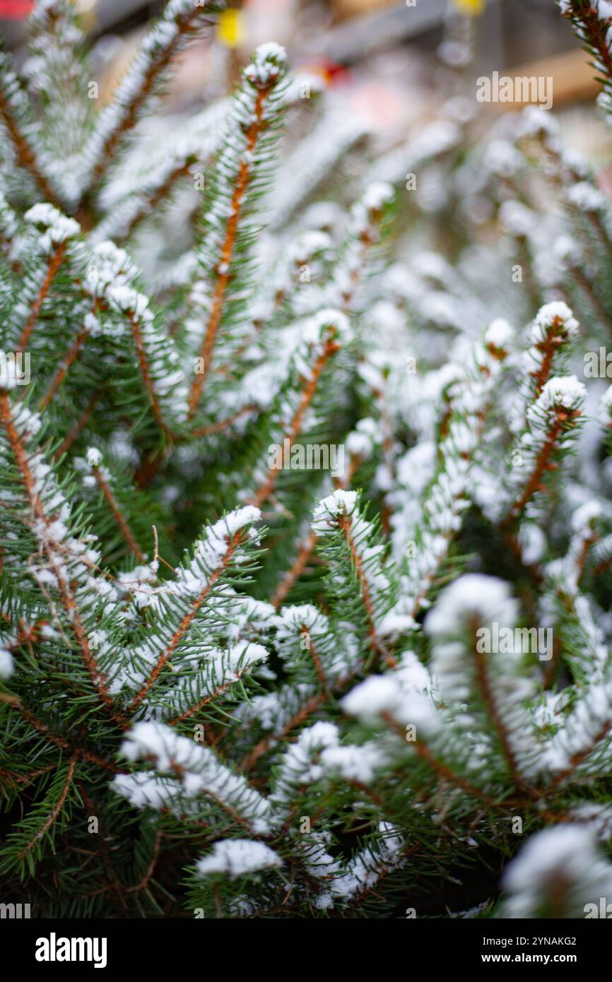Christmas tree branches and needles texture background Stock Photo - Alamy
