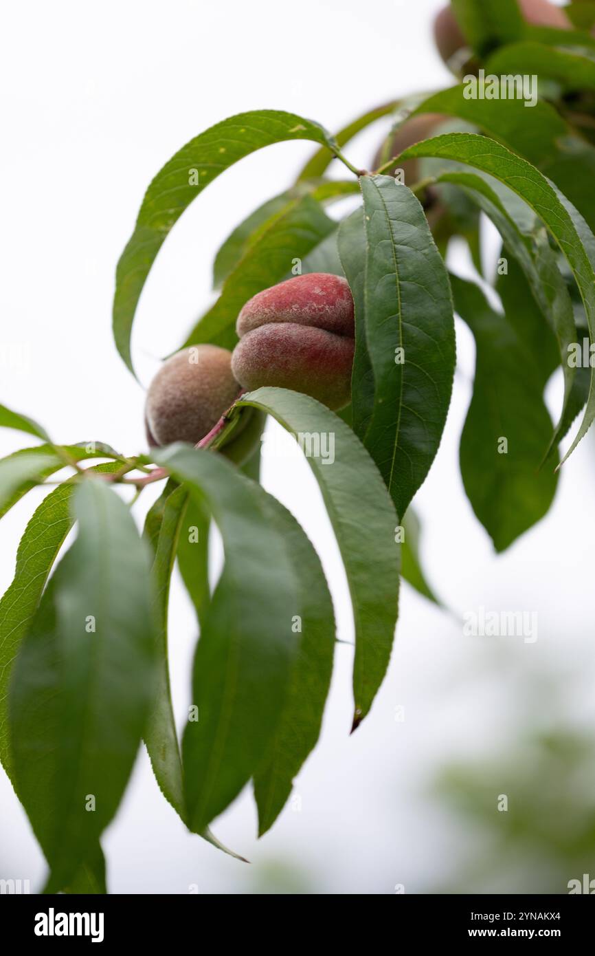 Fresh, sweet peaches growing in the summer garden. Beautiful summer ...