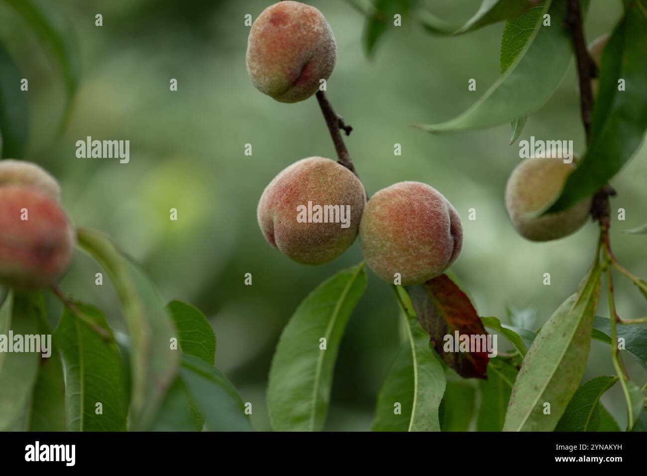 Fresh, sweet peaches growing in the summer garden. Beautiful summer ...