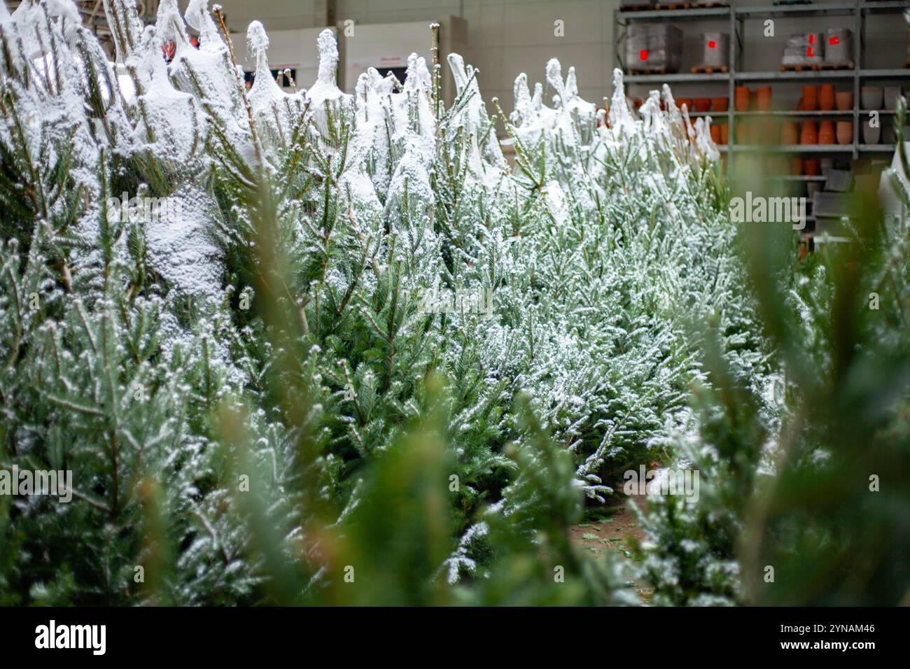 Christmas tree market in the hardware store Stock Photo - Alamy