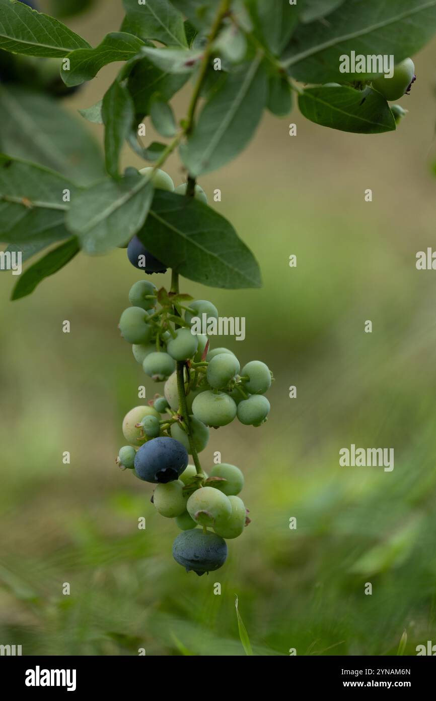 Healthy blueberry bush growing in the organic garden. Beautiful summer ...