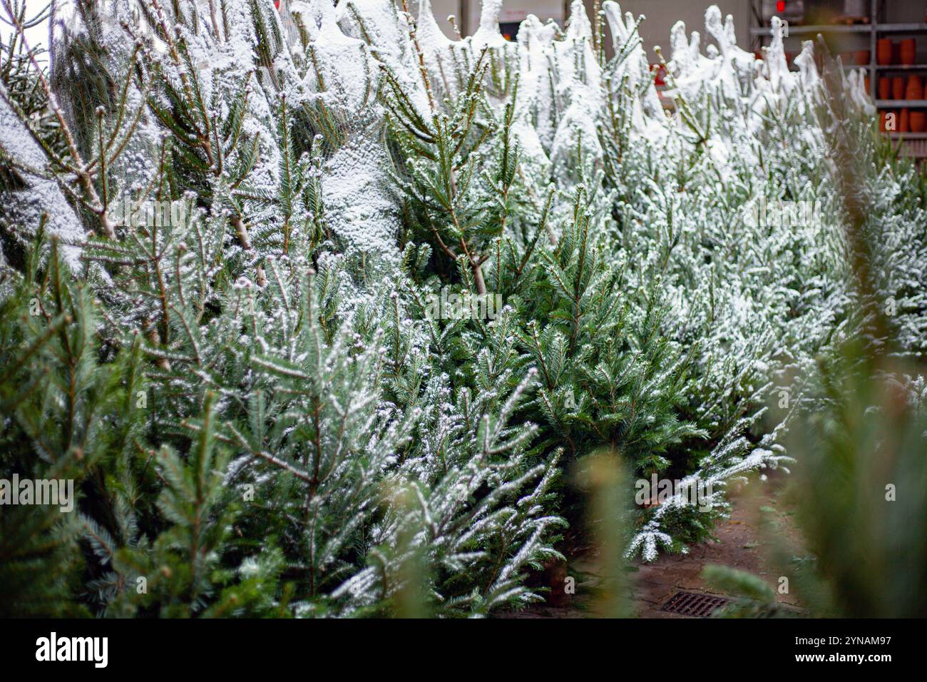 Christmas tree market in Vilnius, Lithuania Stock Photo - Alamy