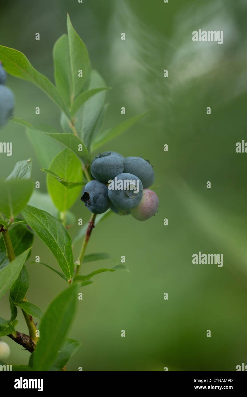 Vertical picture of organic blueberries growing in the garden ...