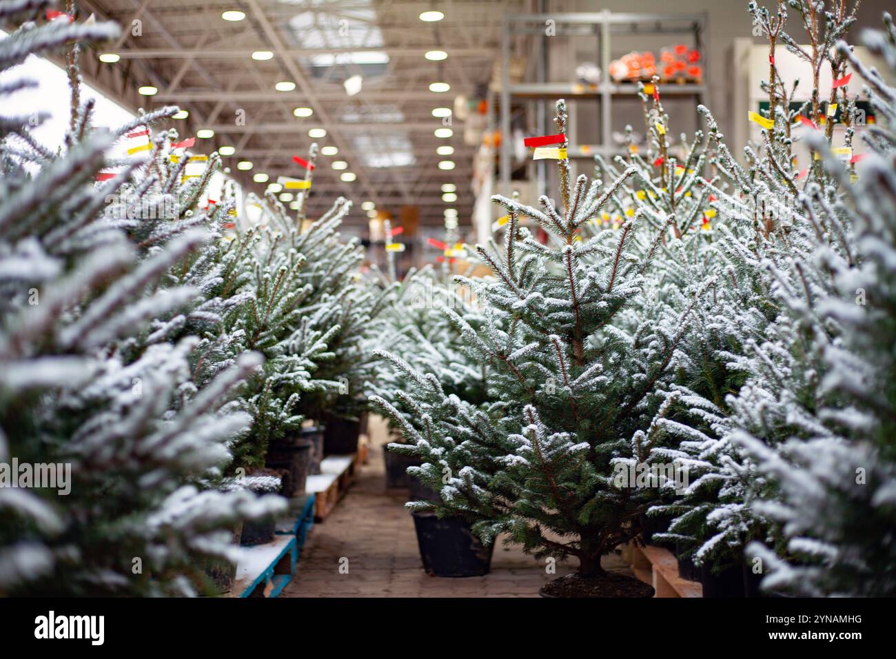 Christmas tree market in Vilnius, Lithuania Stock Photo - Alamy