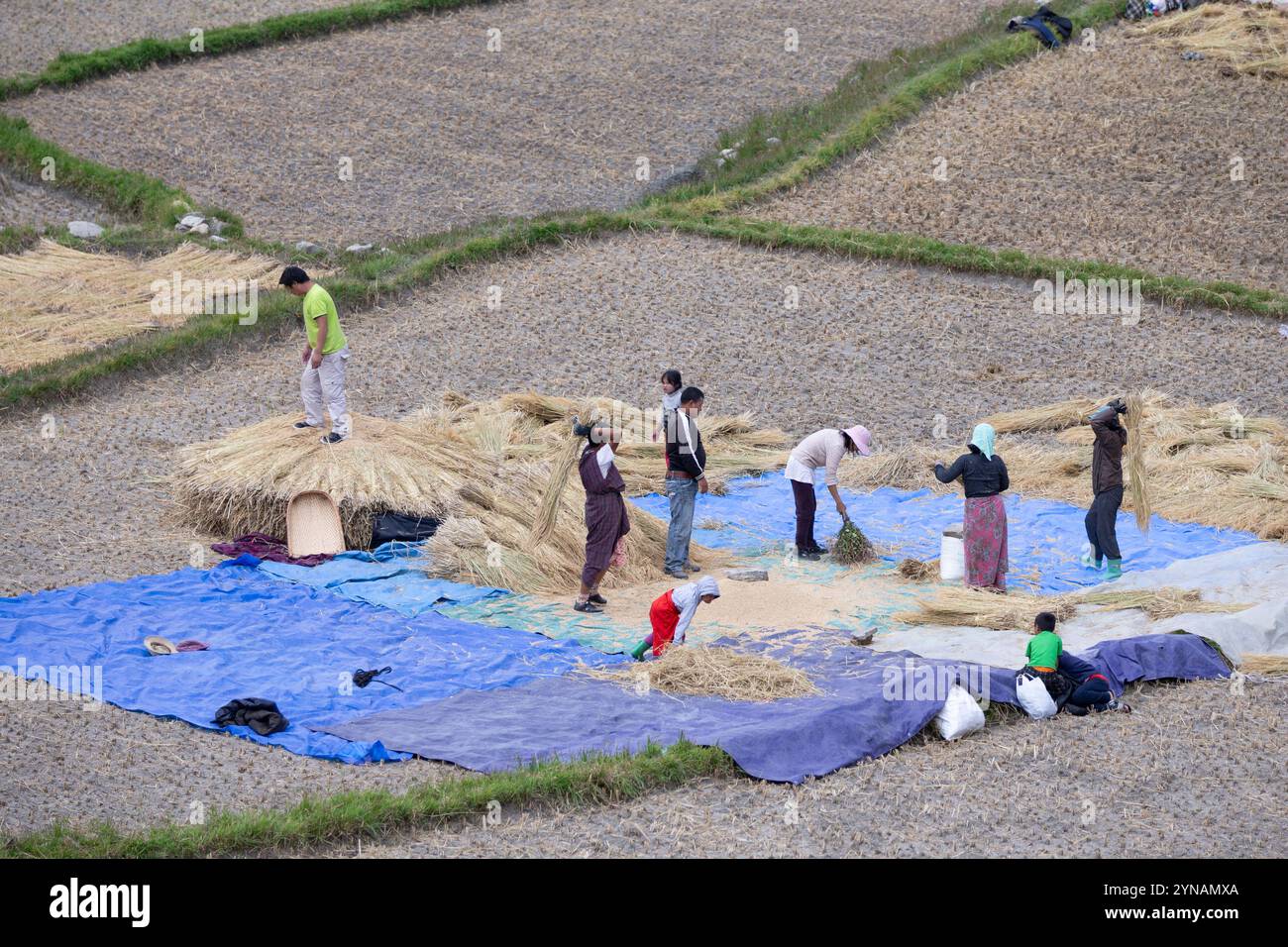 Bhutanese rice farmers harvesting rice in the field, Paro, Bhutan Stock ...
