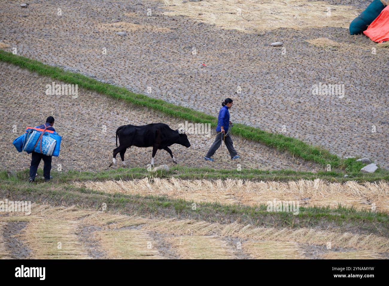 A woman walking across a harvested field, leading a black cow on a rope ...