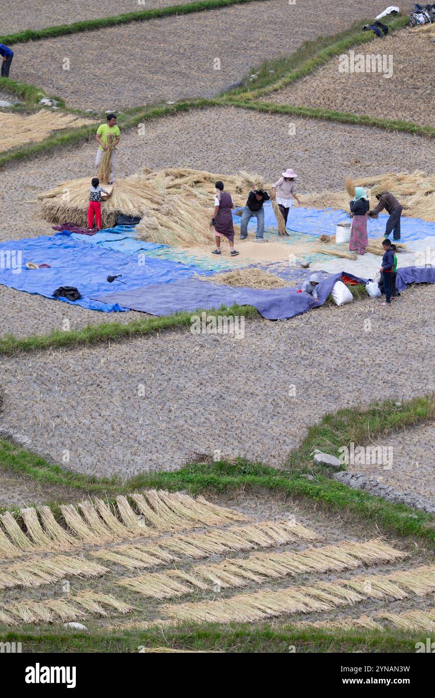 Bhutanese rice farmers harvesting rice in the field, Paro, Bhutan Stock ...