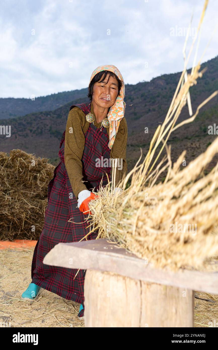 Bhutanese rice farmer harvesting rice in the field, Paro, Bhutan Stock ...