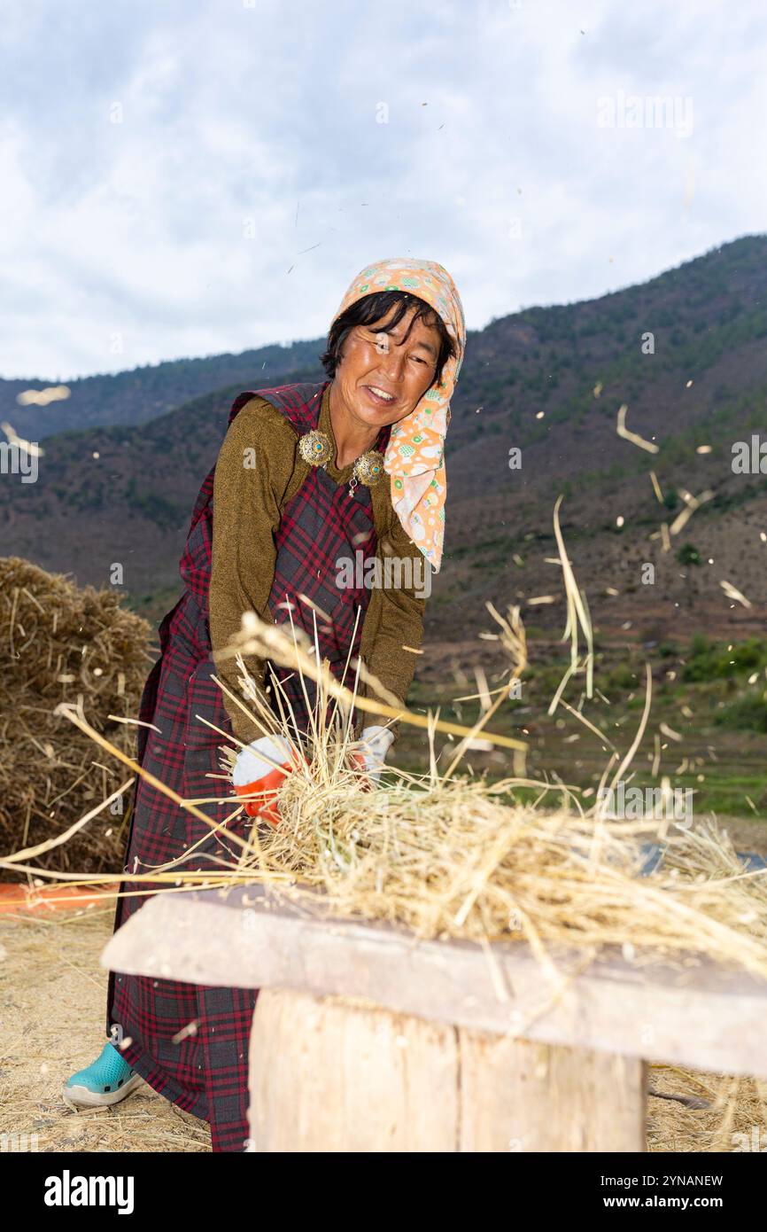 Bhutanese rice farmer harvesting rice in the field, Paro, Bhutan Stock ...