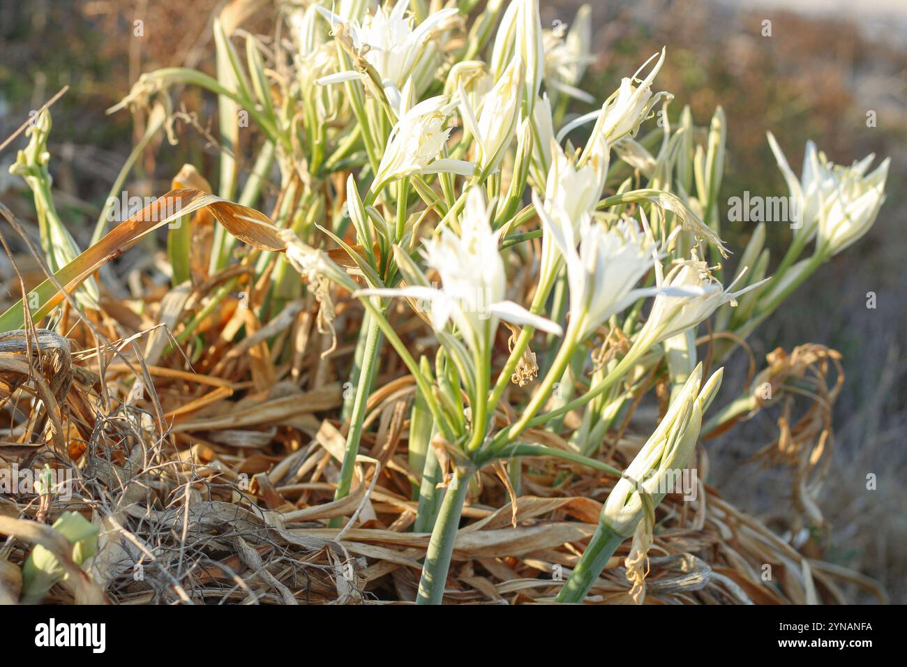 Sand lily or Sea daffodil closeup view. Pancratium maritimum, wild ...