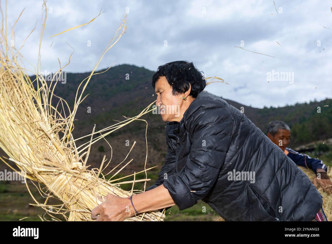 Bhutanese rice farmer harvesting rice in the field, Paro, Bhutan Stock ...