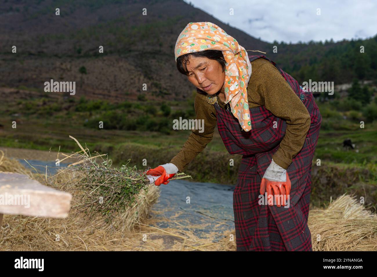 Bhutanese rice farmer harvesting rice in the field, Paro, Bhutan Stock ...