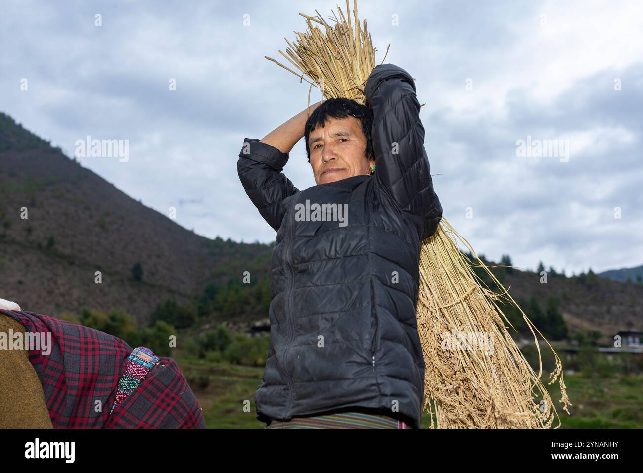 Bhutanese rice farmer harvesting rice in the field, Paro, Bhutan Stock ...