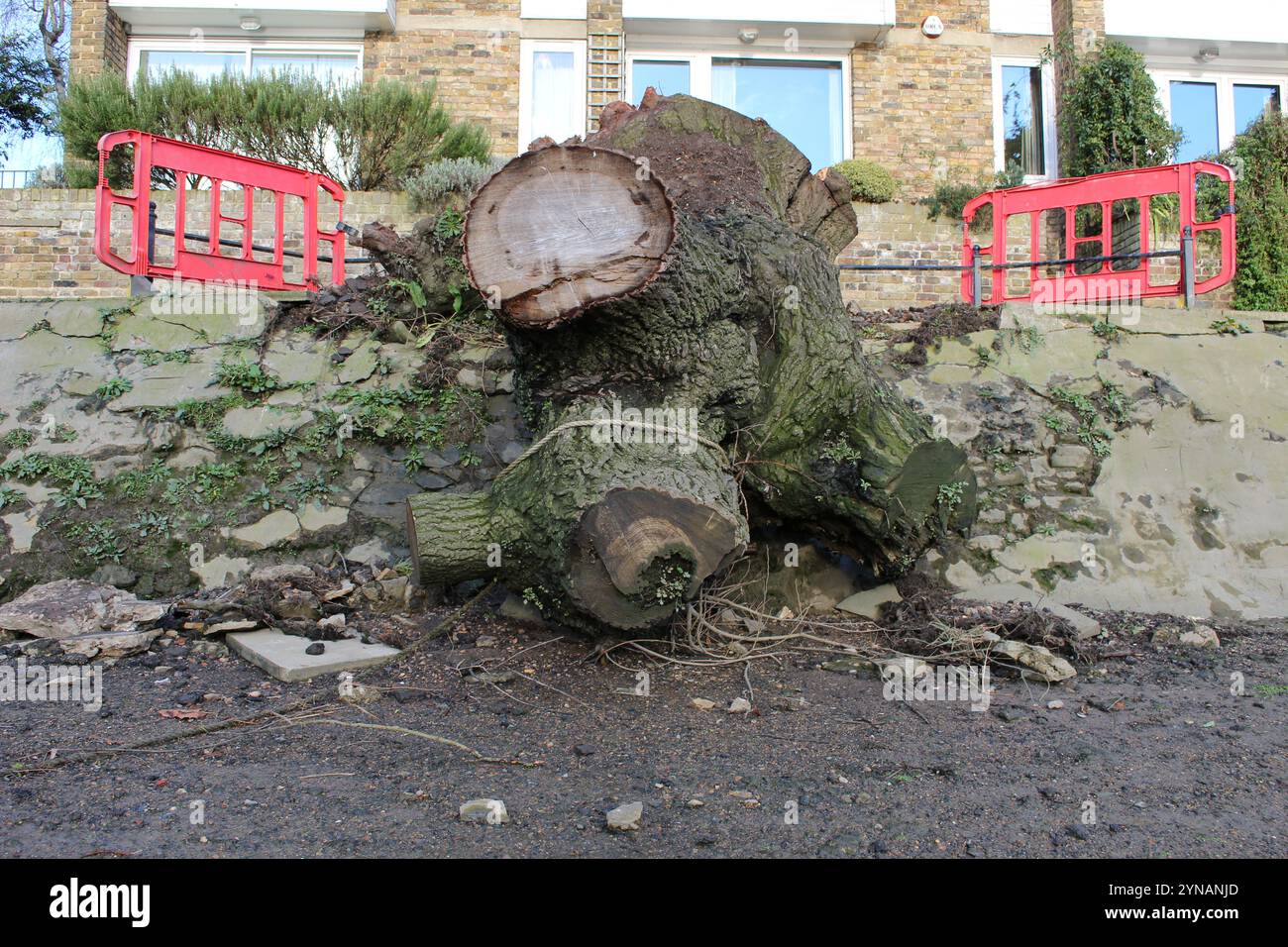 Large tree stump by the Thames Stock Photo - Alamy