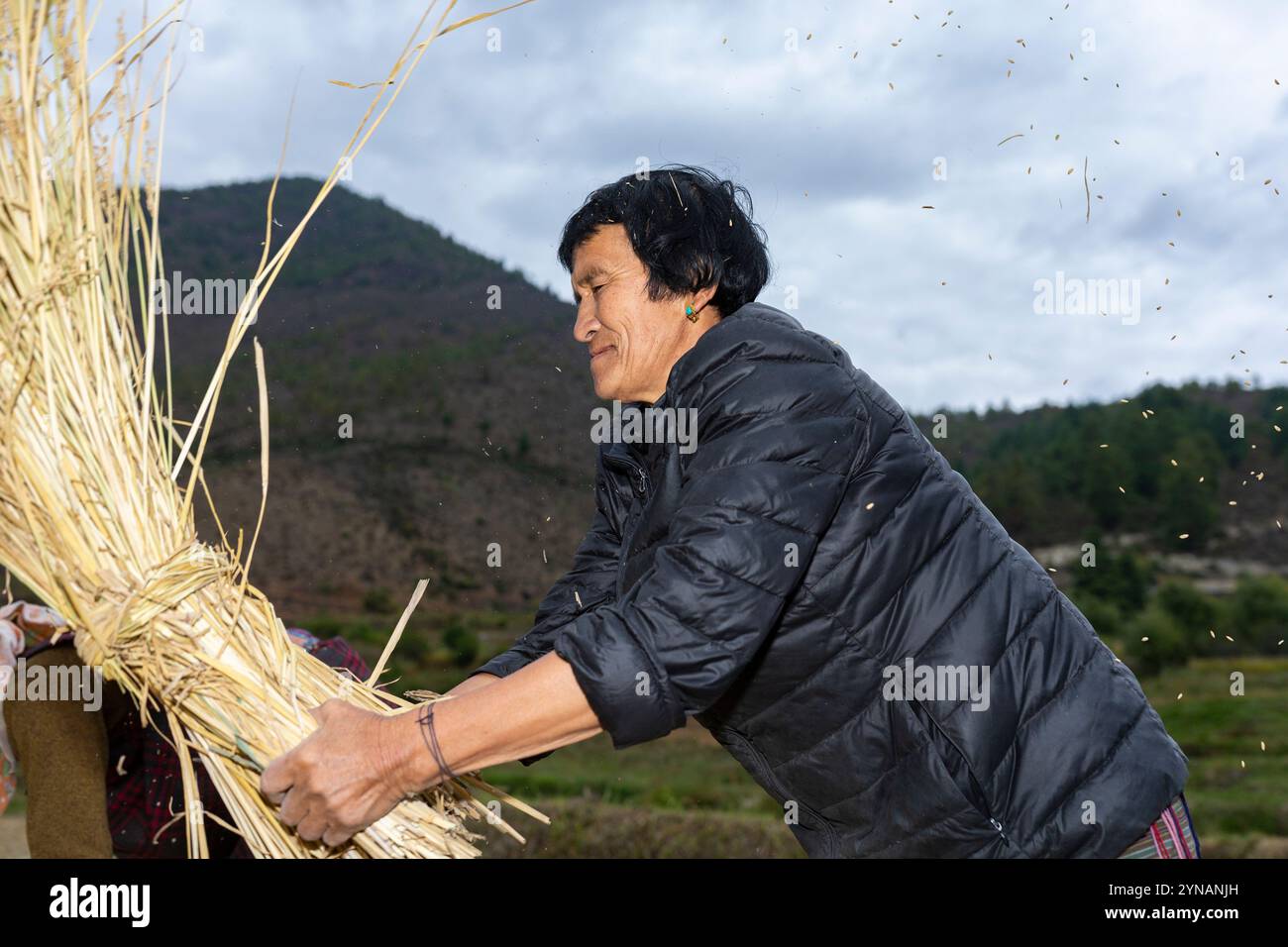 Bhutanese rice farmer harvesting rice in the field, Paro, Bhutan Stock ...