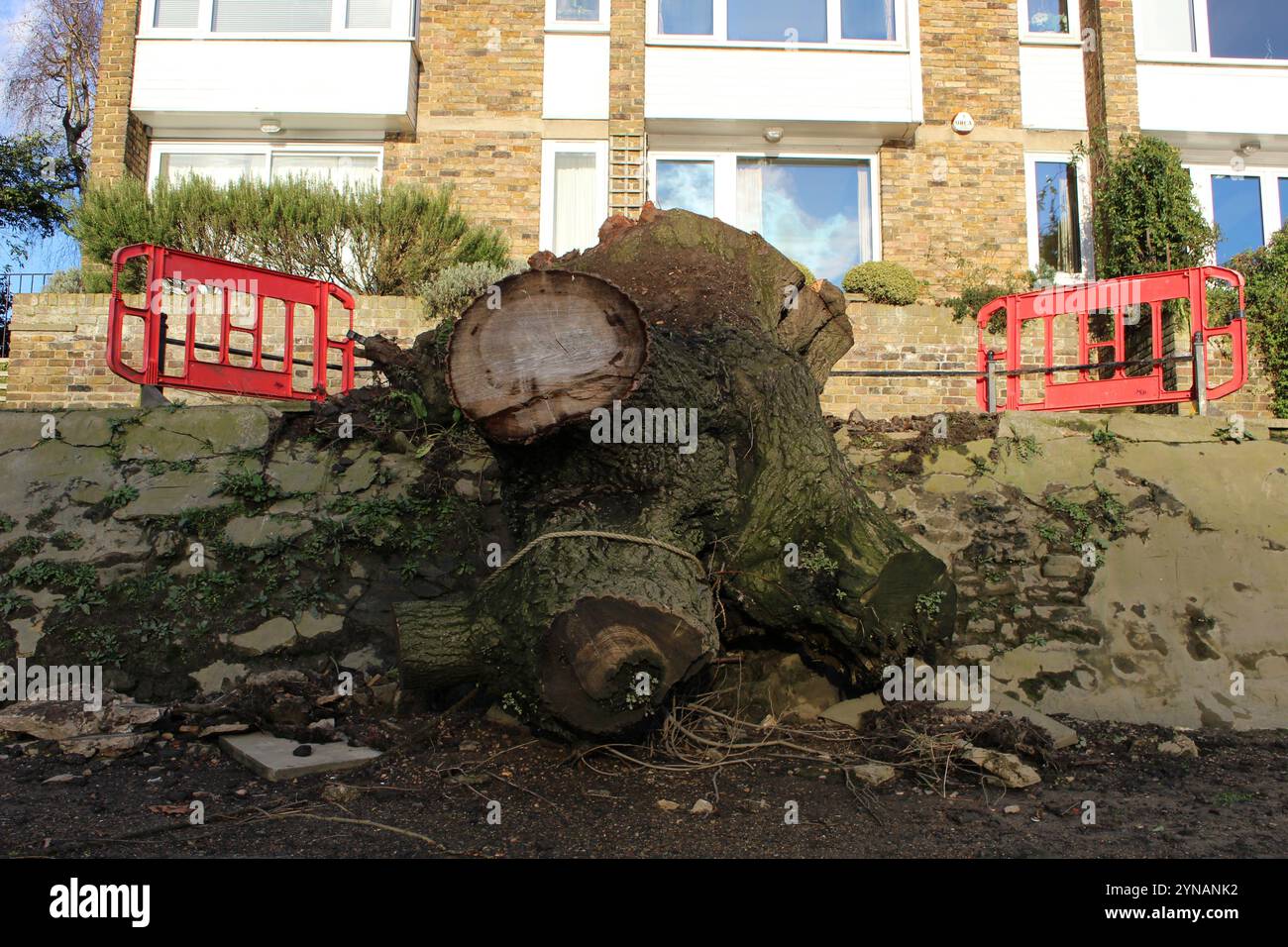 Large tree stump by the Thames Stock Photo - Alamy