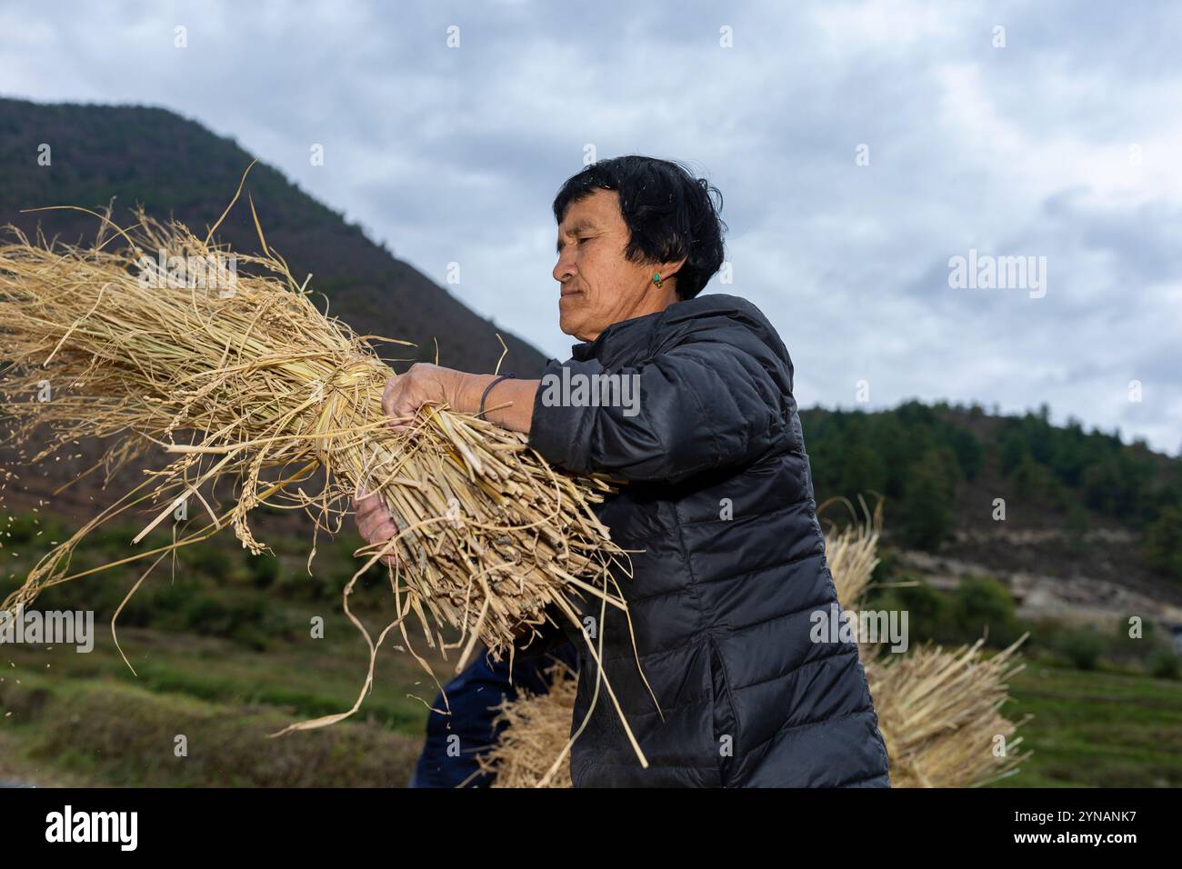 Bhutanese rice farmer harvesting rice in the field, Paro, Bhutan Stock ...