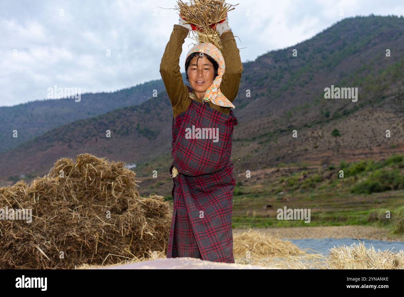 Bhutanese rice farmer harvesting rice in the field, Paro, Bhutan Stock ...