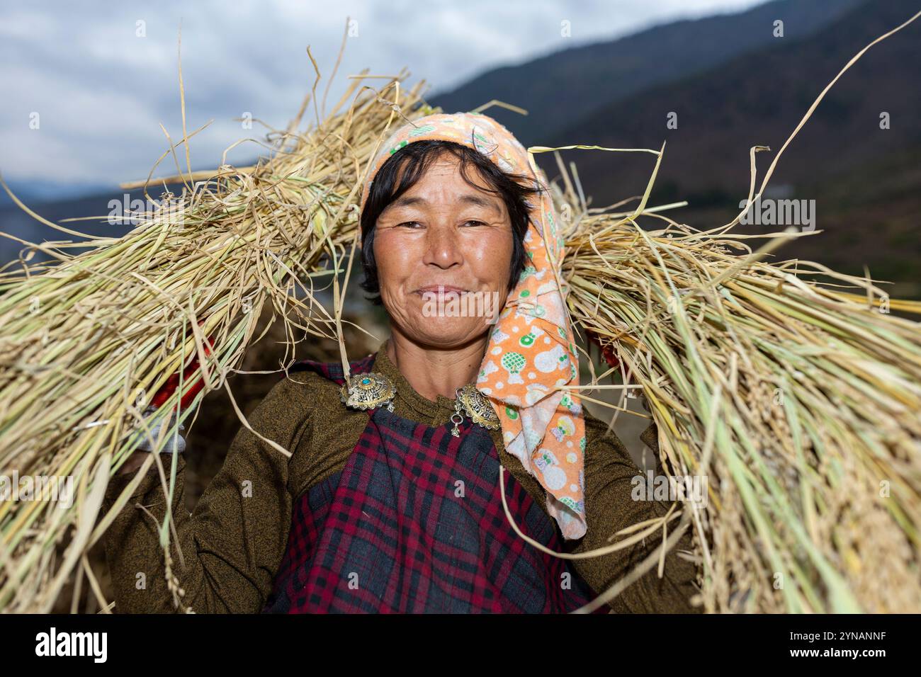 Bhutanese rice farmer harvesting rice in the field, Paro, Bhutan Stock ...