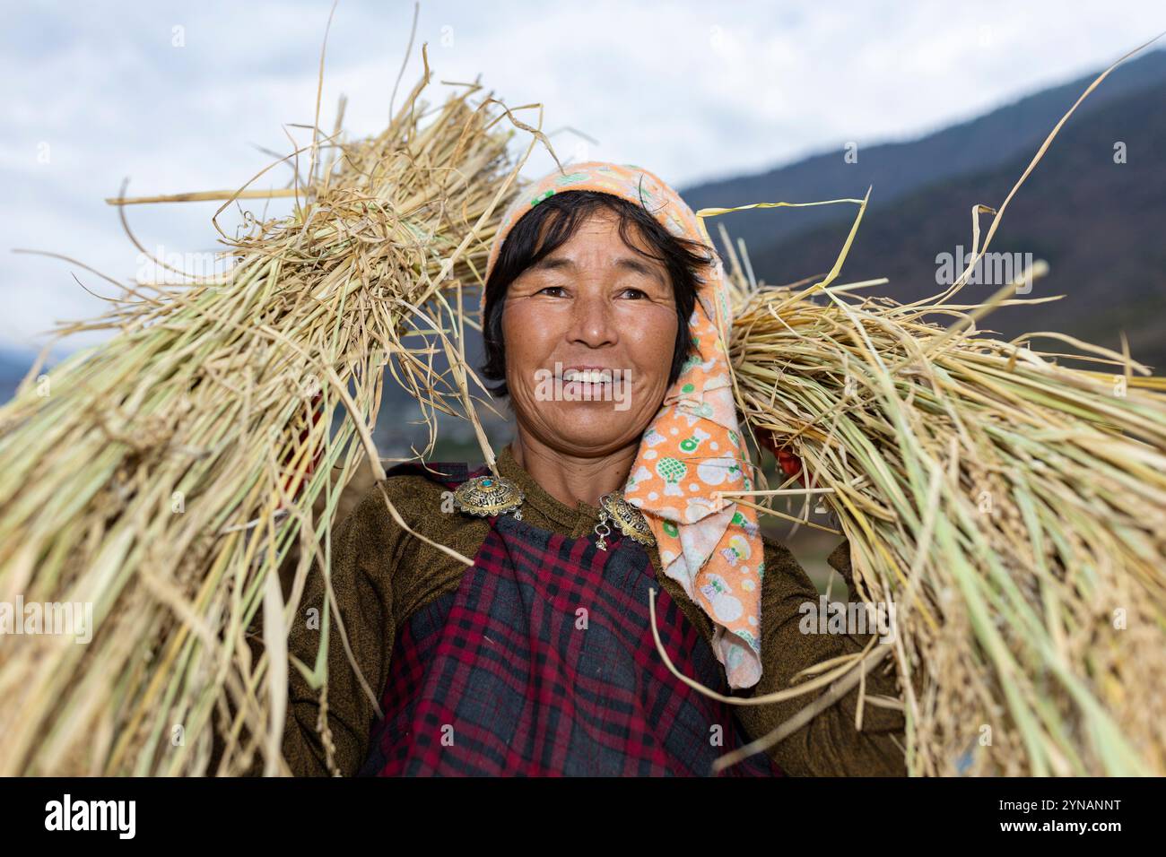 Bhutanese rice farmer harvesting rice in the field, Paro, Bhutan Stock ...