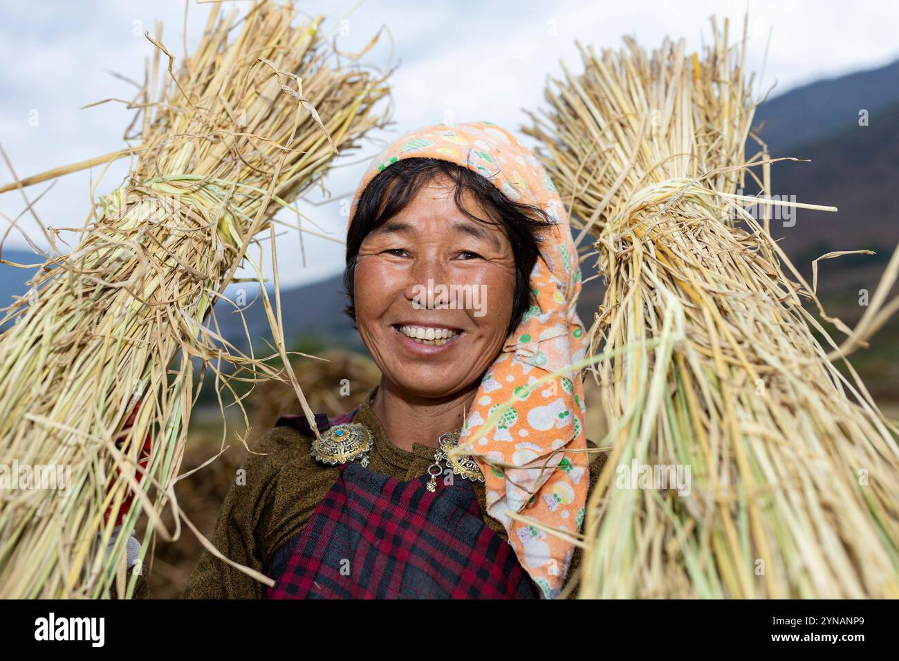 Bhutanese rice farmer harvesting rice in the field, Paro, Bhutan Stock ...