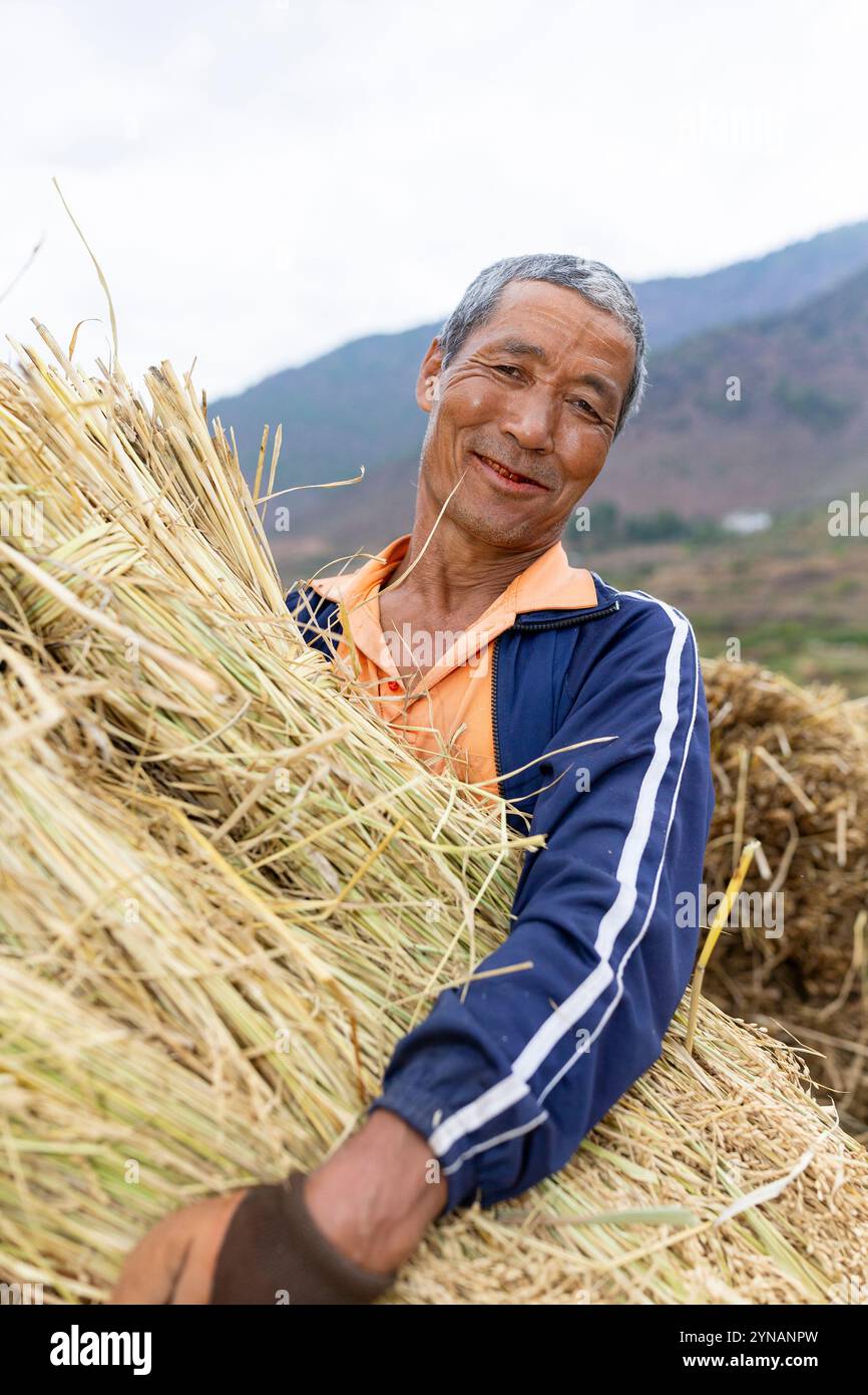 Bhutanese rice farmer harvesting rice in the field, Paro, Bhutan Stock ...