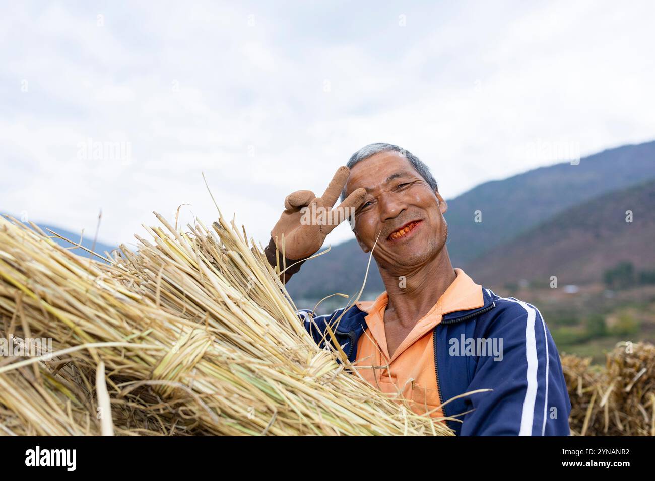 Bhutanese rice farmer harvesting rice in the field, Paro, Bhutan Stock ...