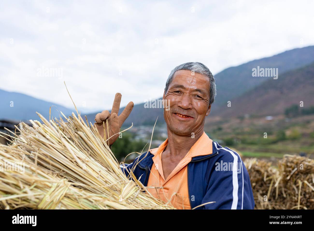 Bhutanese rice farmer harvesting rice in the field, Paro, Bhutan Stock ...