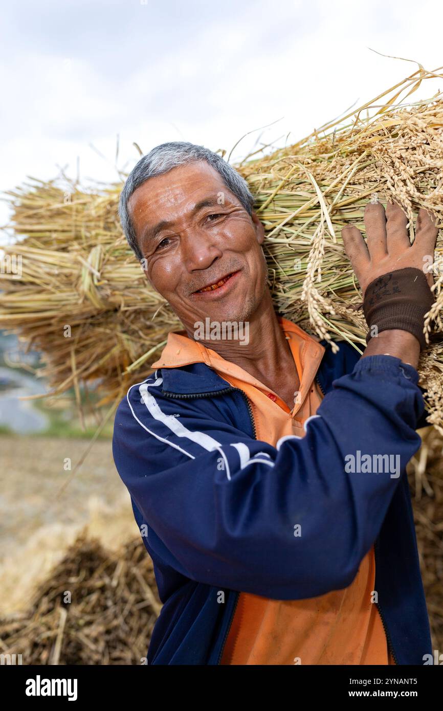 Bhutanese rice farmer harvesting rice in the field, Paro, Bhutan Stock ...