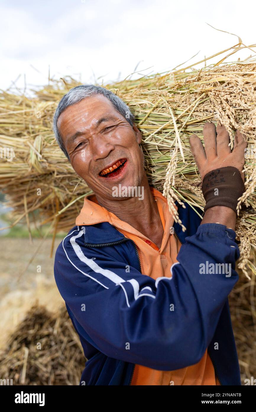 Bhutanese rice farmer harvesting rice in the field, Paro, Bhutan Stock ...