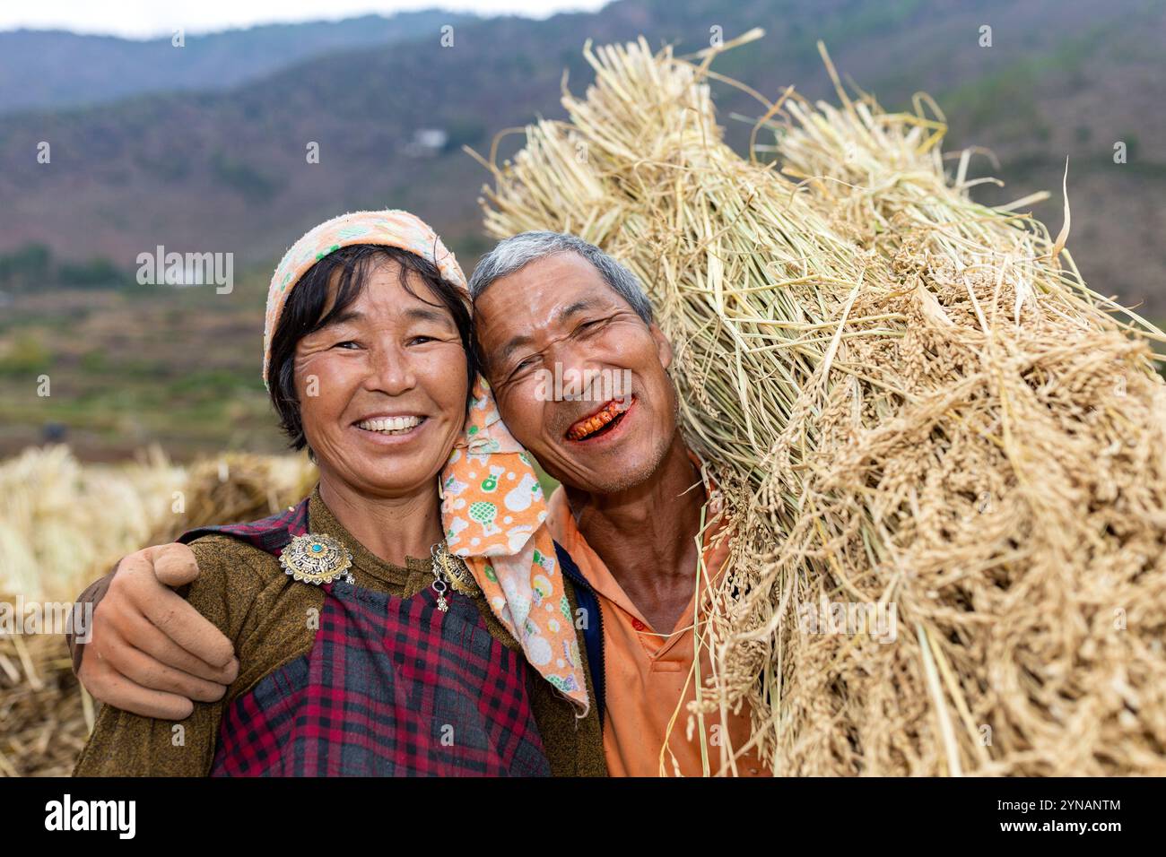 Bhutanese rice farmers harvesting rice in the field, Paro, Bhutan Stock ...