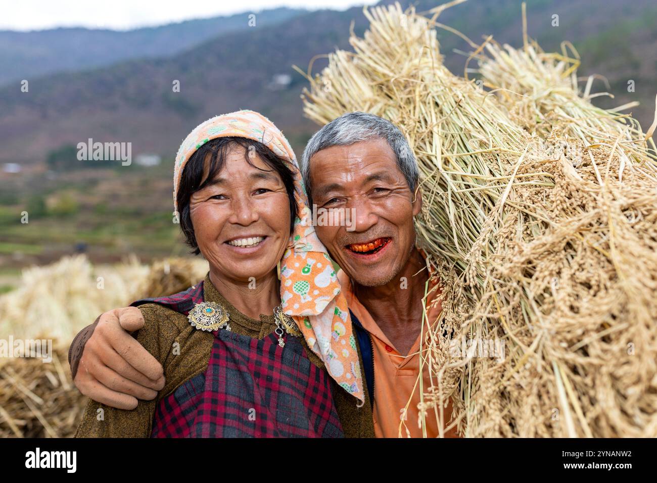 Bhutanese rice farmers harvesting rice in the field, Paro, Bhutan Stock ...