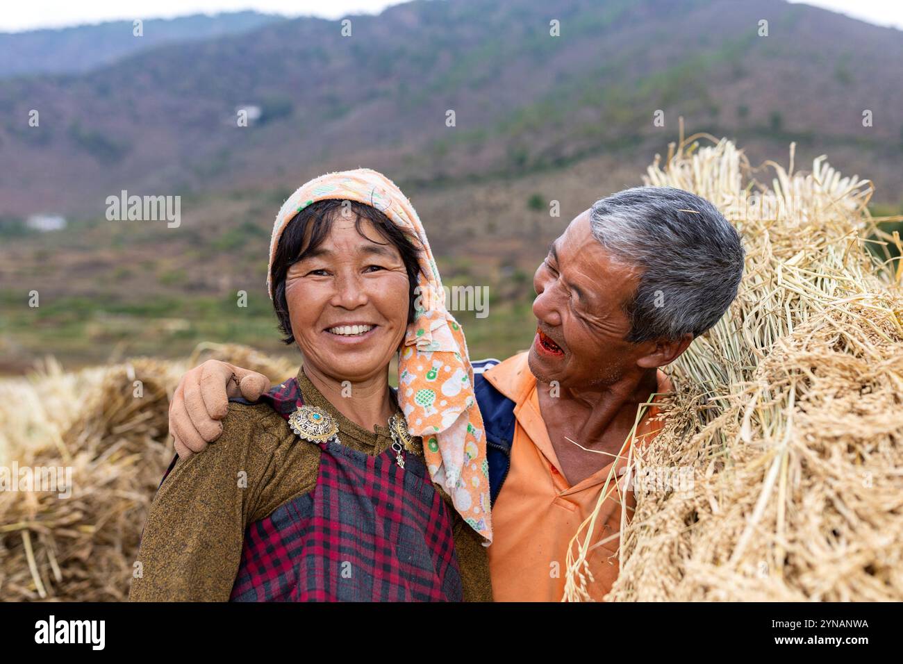 Bhutanese rice farmers harvesting rice in the field, Paro, Bhutan Stock ...