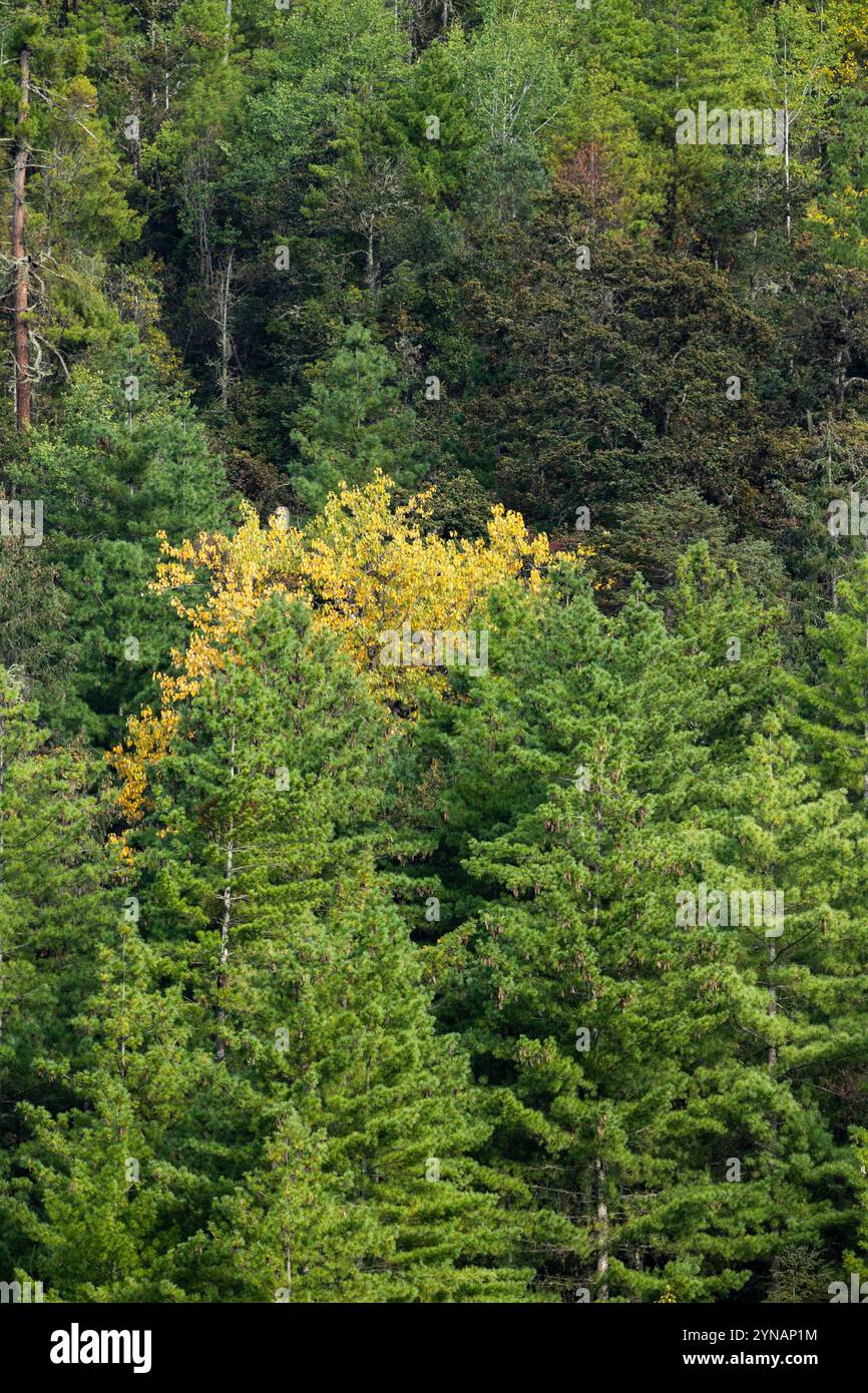 A lush, green forest in Bhutan. The dense canopy of tall, coniferous ...